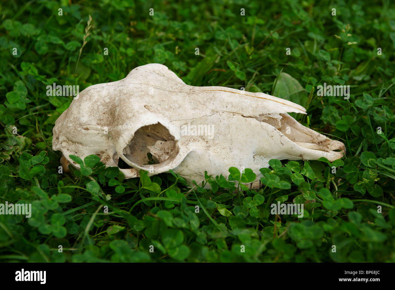 Skull of a Sheep Stock Photo - Alamy