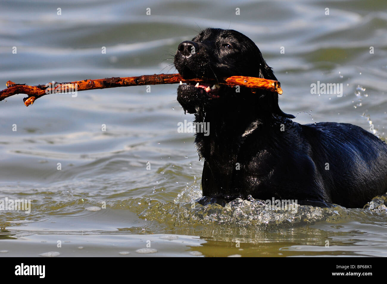 Dog lake fetching hi-res stock photography and images - Alamy