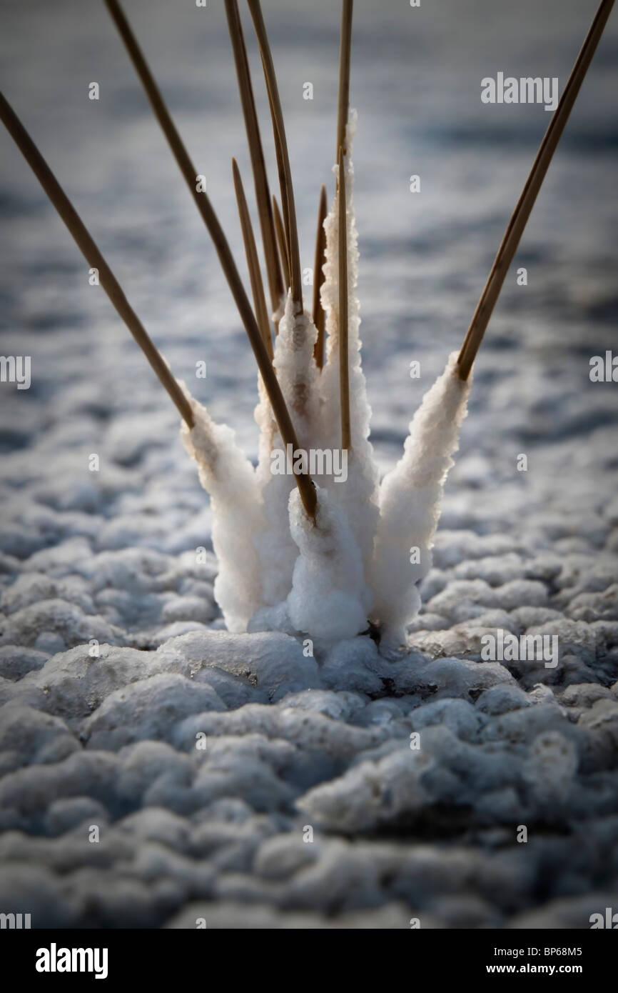 Marsden, Saskatchewan, Canada; Grass Encased In Salt On A Dry Lake Bed ...