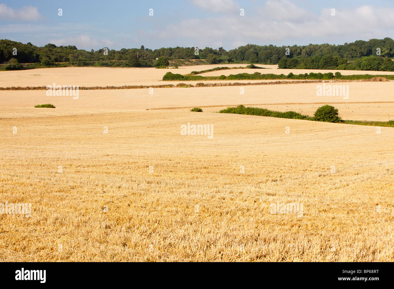 Norfolk farming hi-res stock photography and images - Alamy