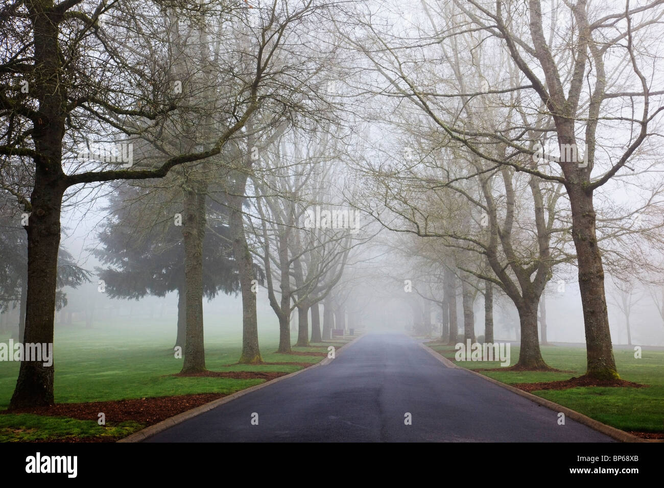 Portland, Oregon, United States Of America; A Road Lined With Trees In ...