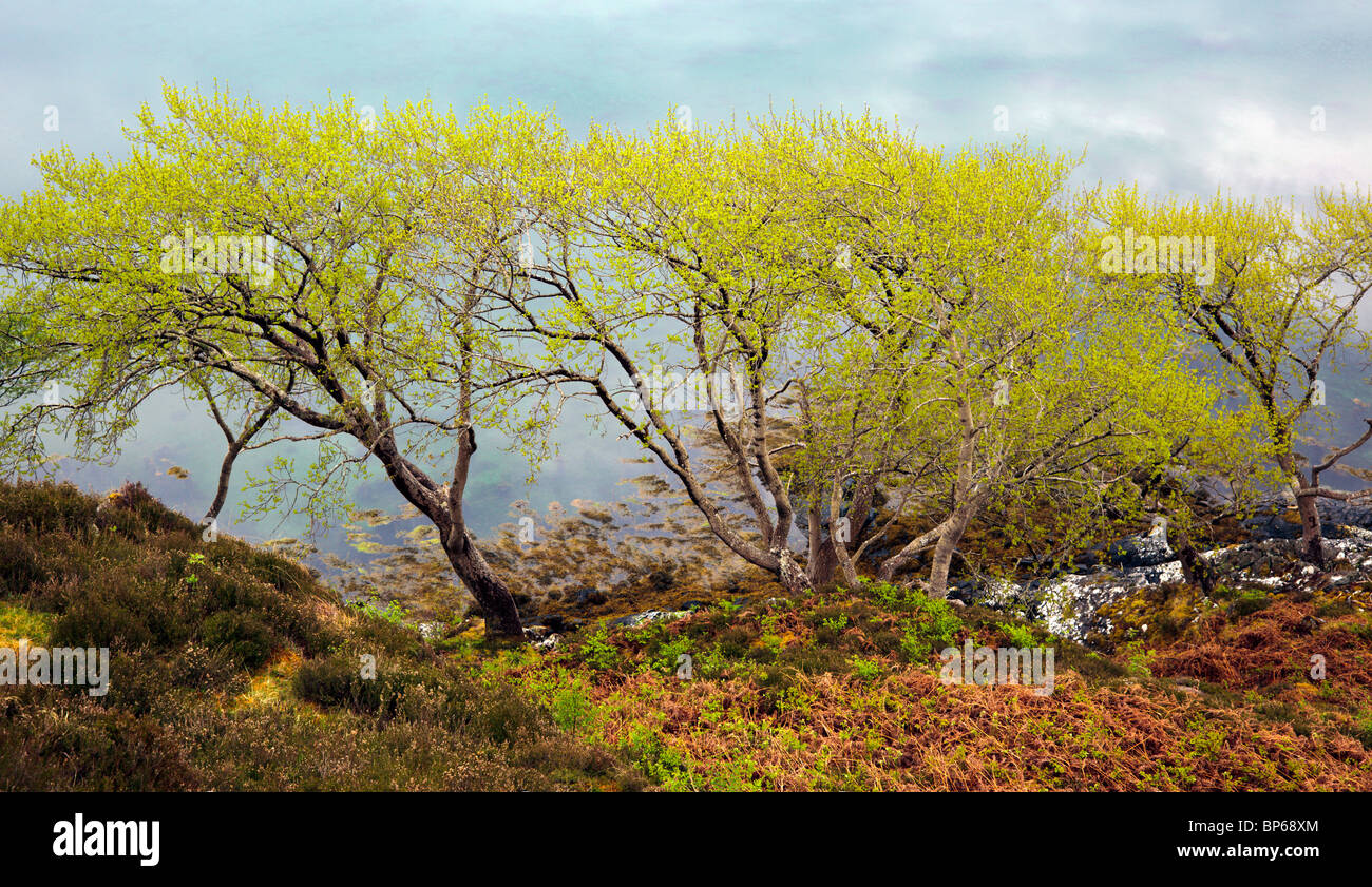 Birch trees by Lochcarron Wester Ross Scottish Highlands Scotland UK ...