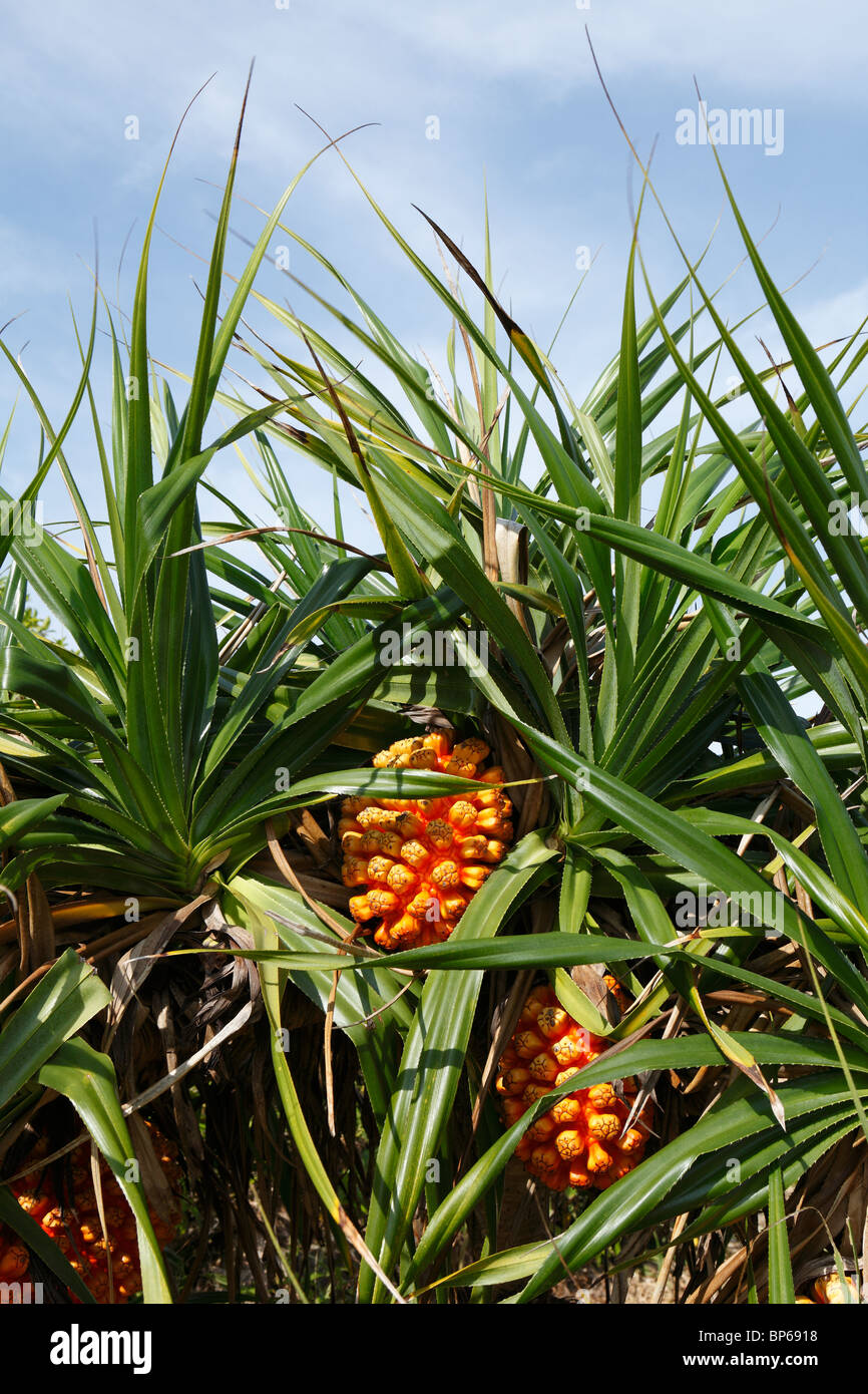 Adan tree hi-res stock photography and images - Alamy