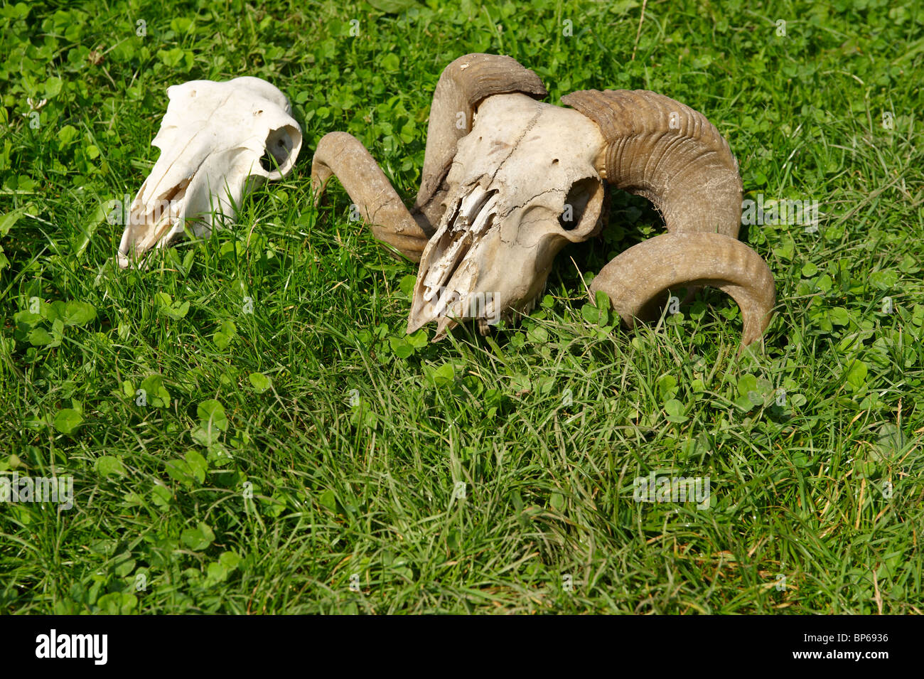 Skull of a Sheep Stock Photo - Alamy