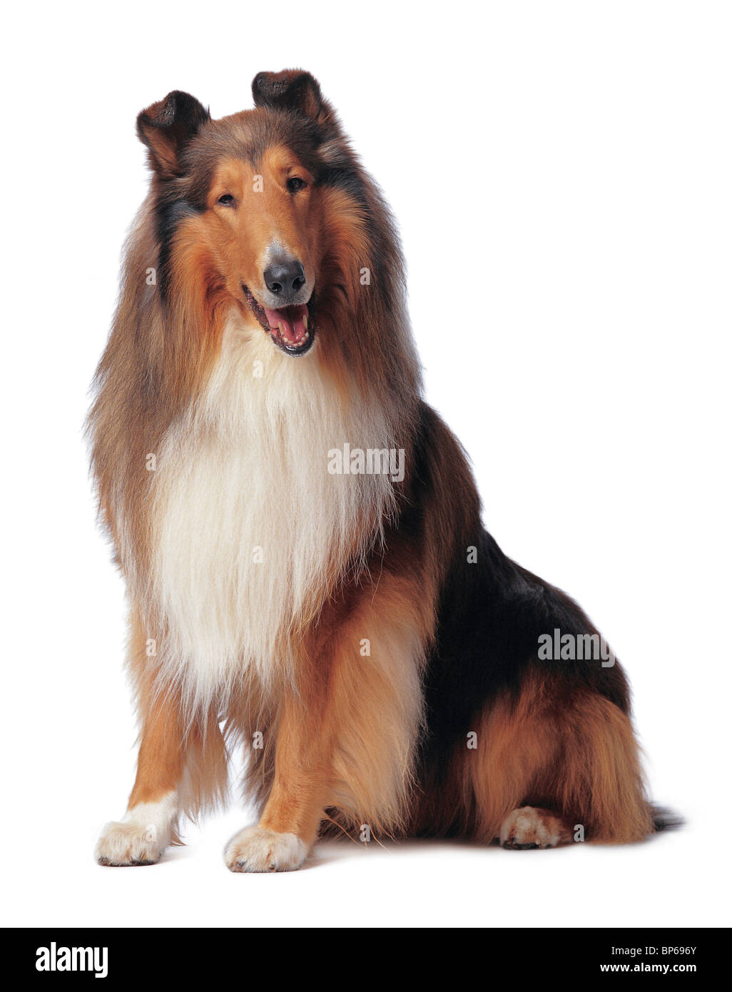 collie siting on white looking at camera with a head tilt and ears up ...