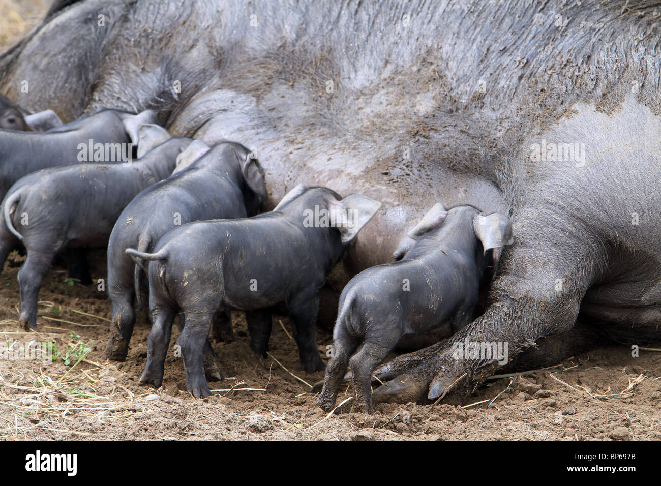 Farm yard with a very large female sow laying in the dirt feeding many ...