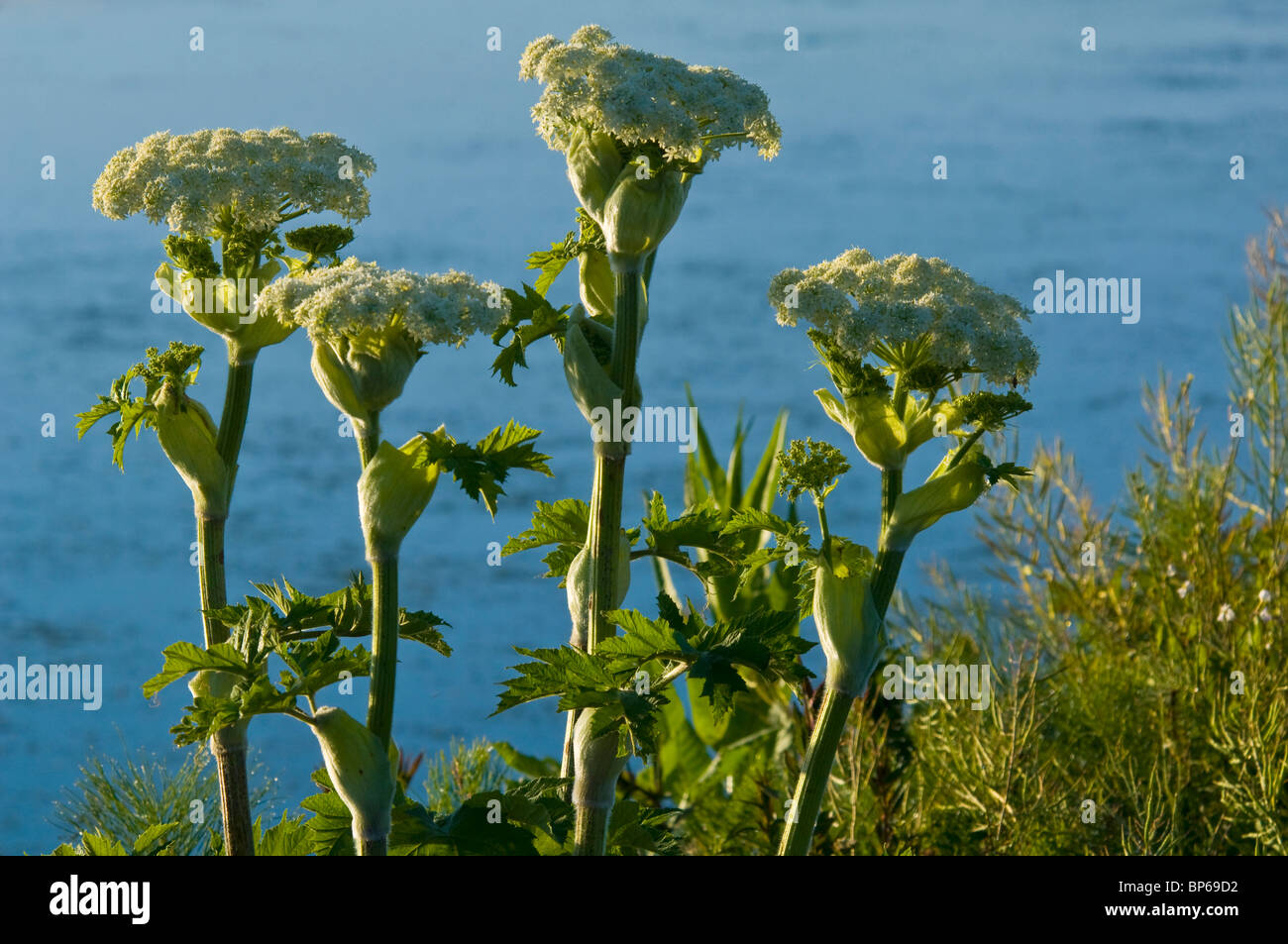 Cow Parsnip (Heracleum lanatum) and pond at the Arcata Marsh, Arcata ...