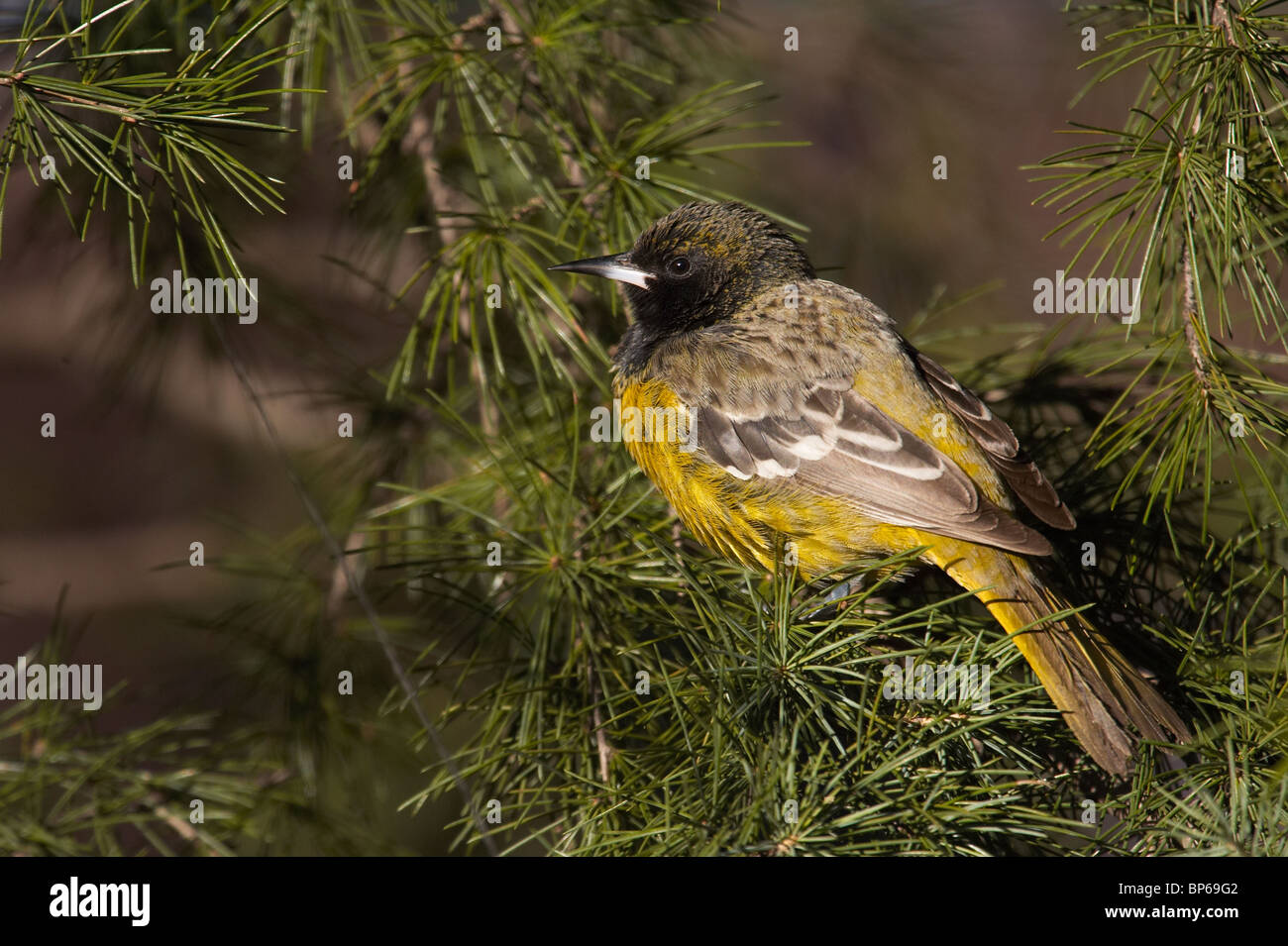 Male Scott's Oriole Perched in an Evergreen in Midtown Manhattan Stock ...
