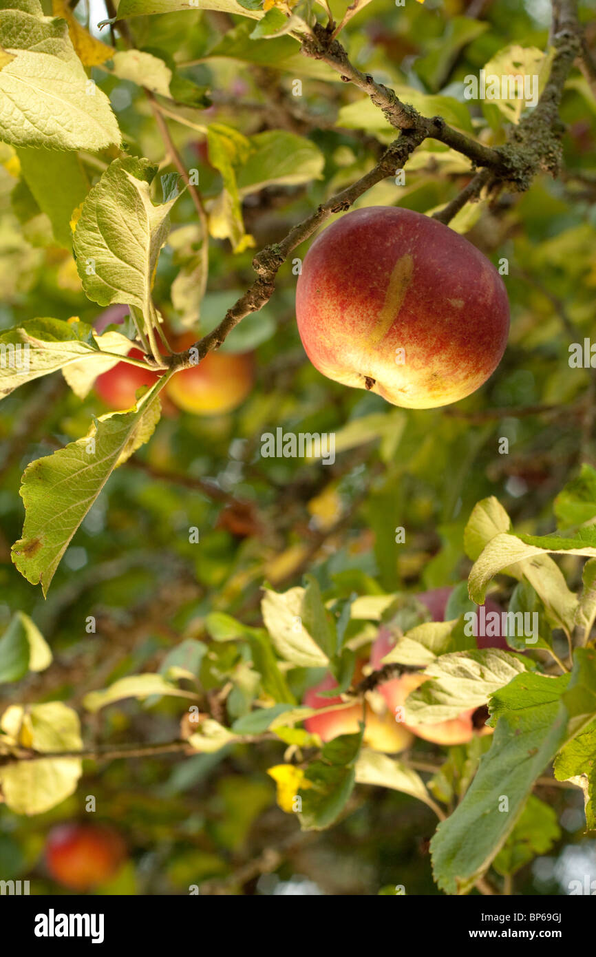 Apples tree warm light hi-res stock photography and images - Alamy