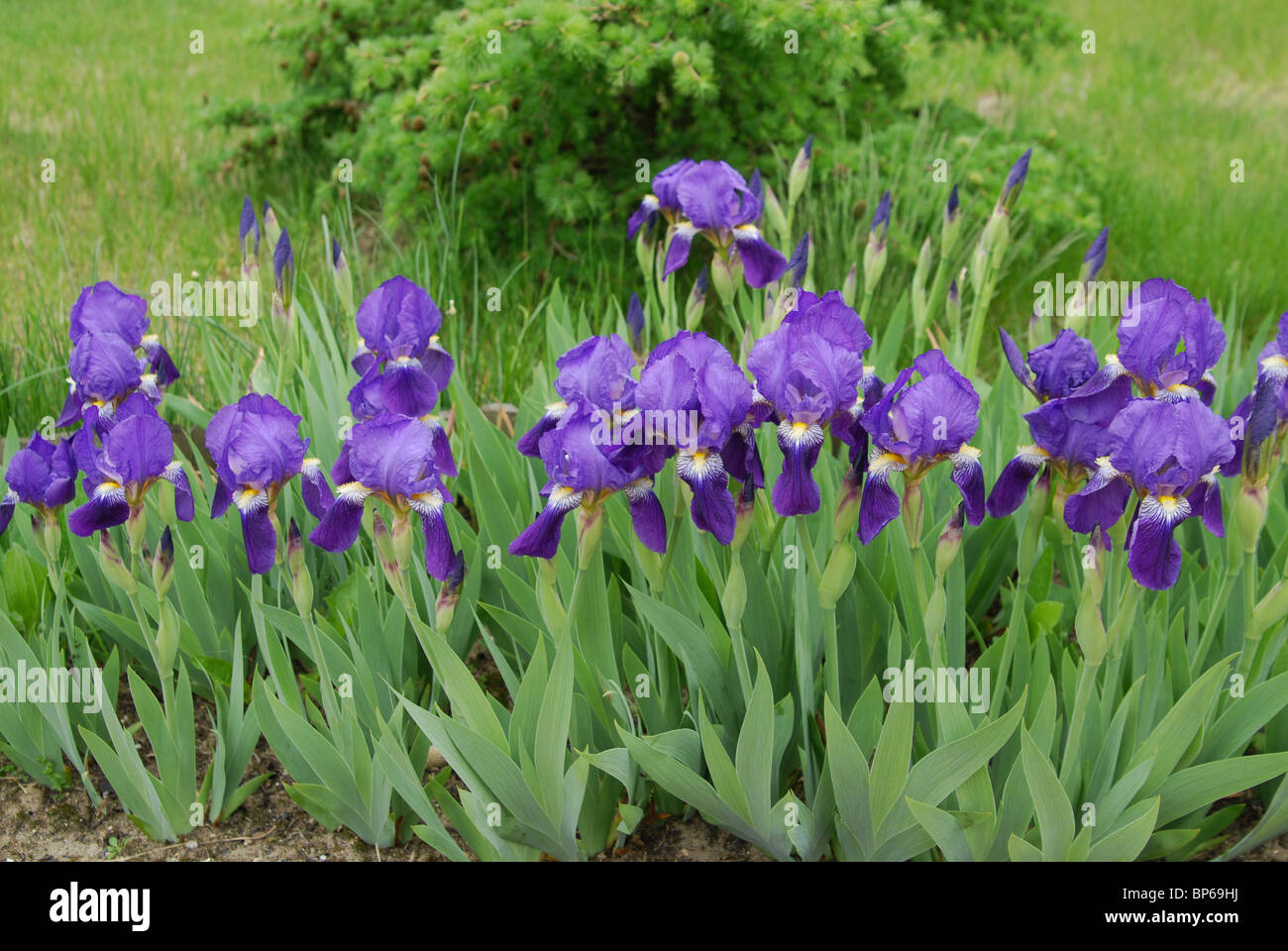 blue and purple colored iris flowers Stock Photo - Alamy