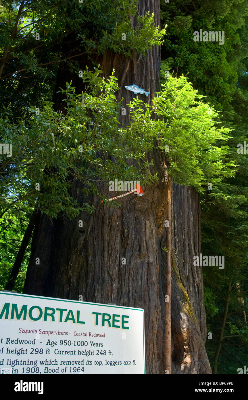 The Immortal Tree, redwood tree tourist attraction along the Avenue of ...