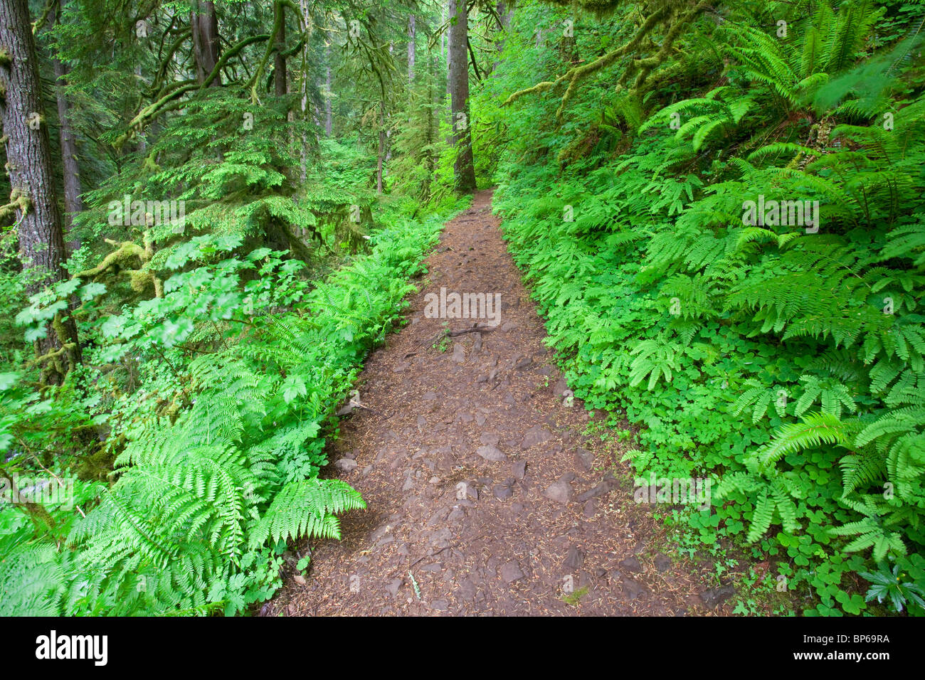 Oregon, United States Of America; A Trail In The Lush Forest In The ...