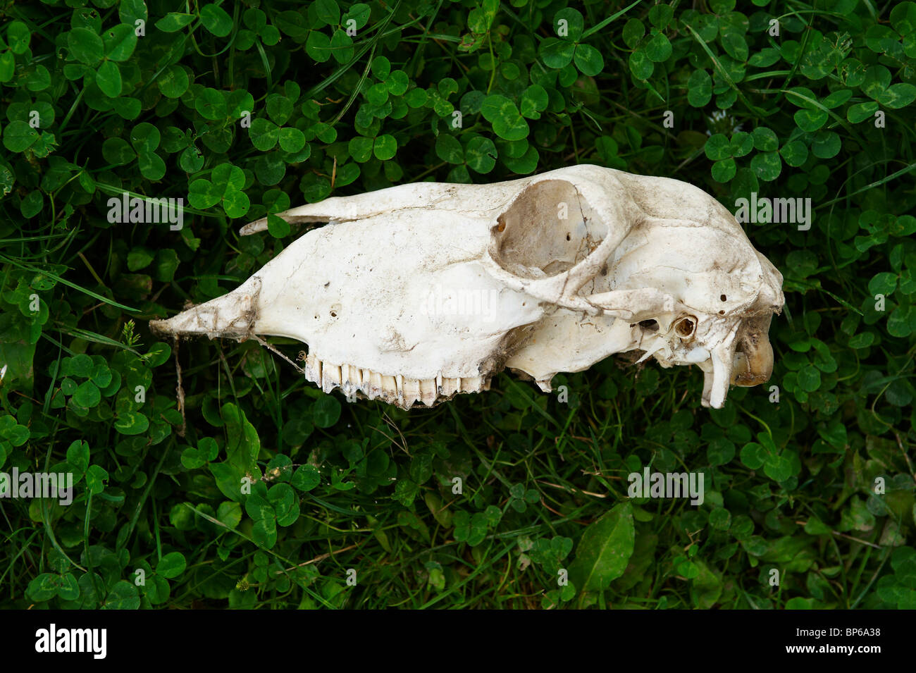 Skull of a Sheep Stock Photo - Alamy