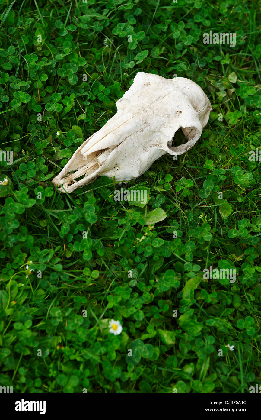 Skull of a Sheep Stock Photo - Alamy