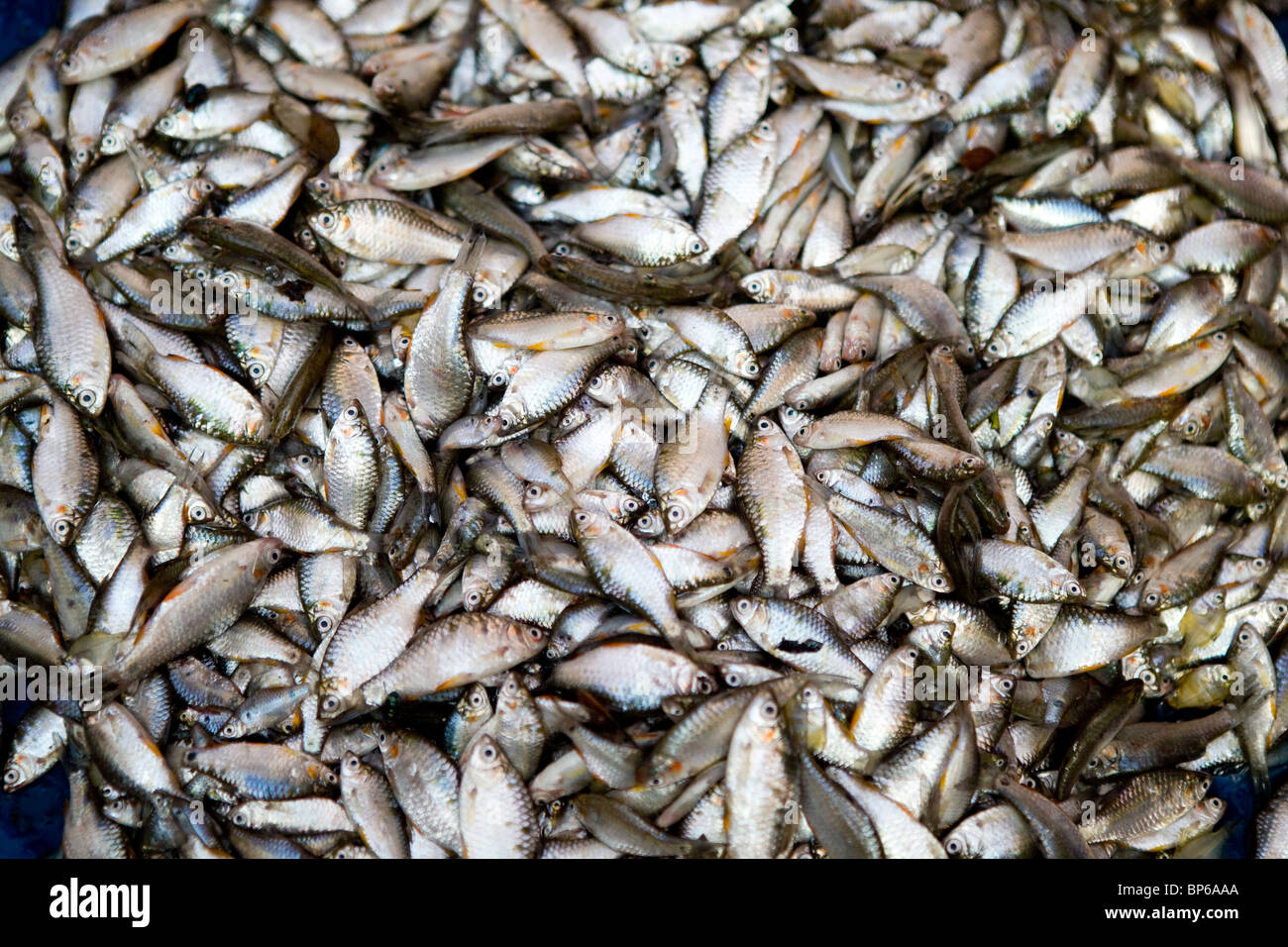 Sal water fish, harvested in Bangladesh Stock Photo - Alamy