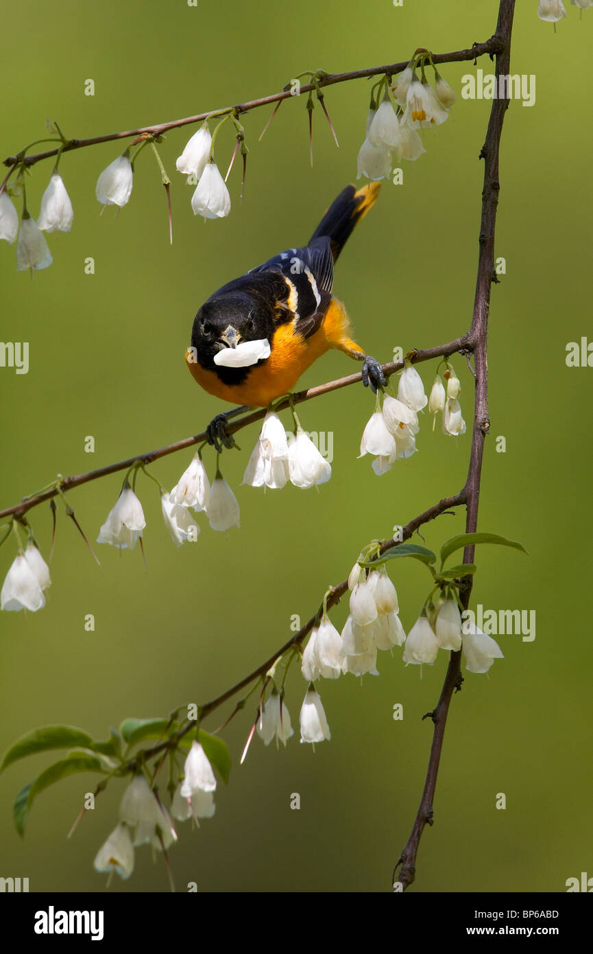 Adult Male Baltimore Oriole Stock Photo - Alamy