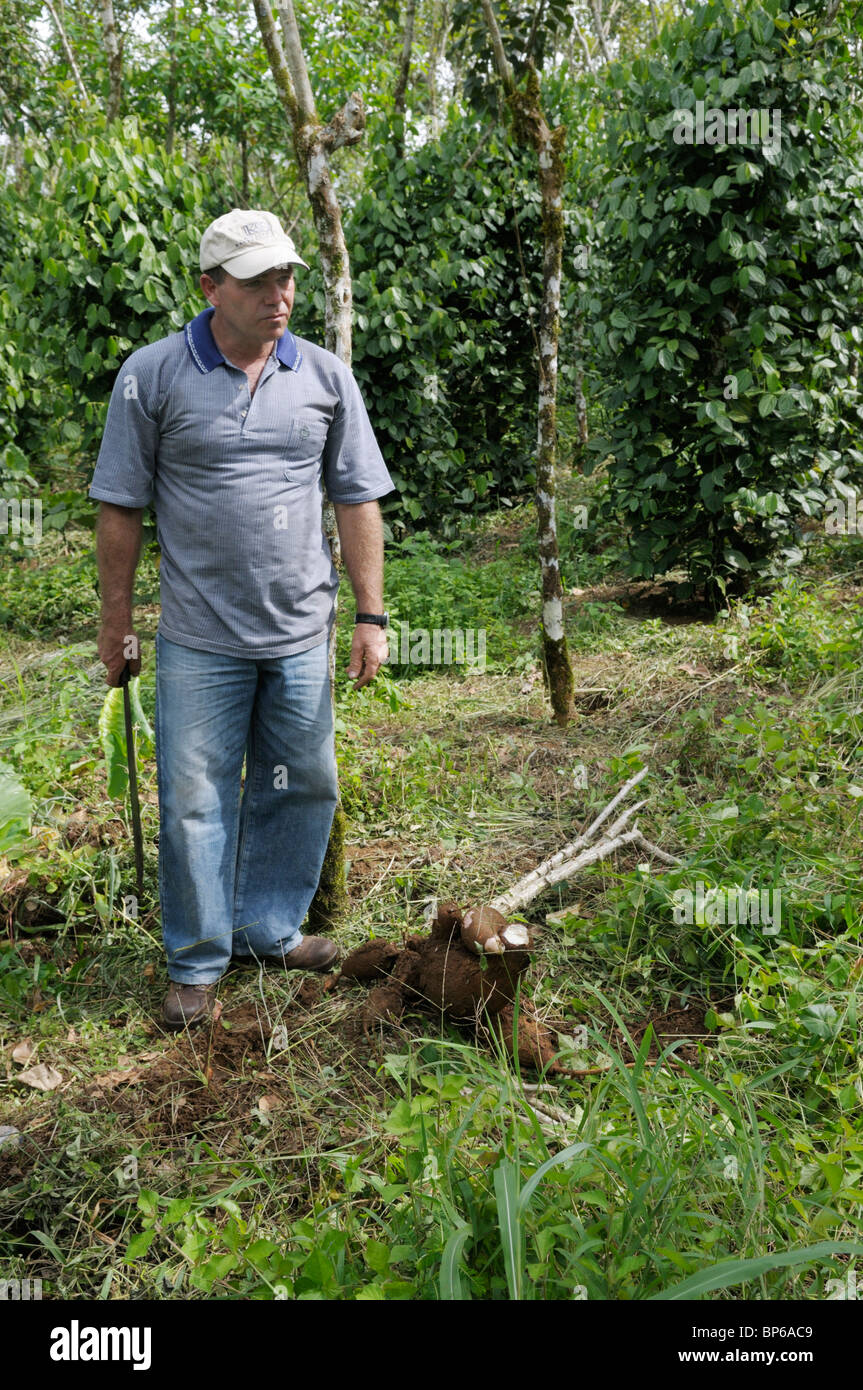 A farmer harvesting taro root, Chilamate, Costa Rica Stock Photo - Alamy