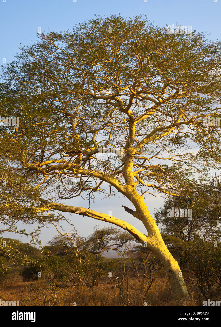 Fever tree hi-res stock photography and images - Alamy