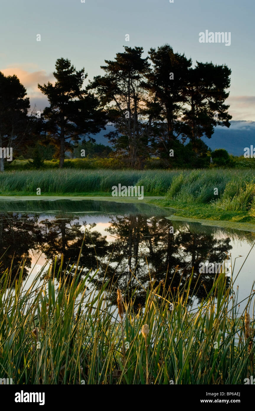 Marsh trees hi-res stock photography and images - Alamy