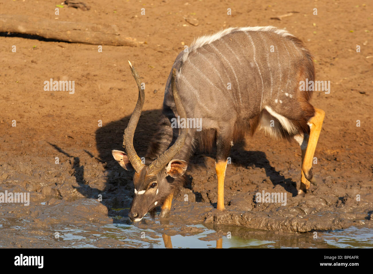 Bull Drinking Water High Resolution Stock Photography and Images - Alamy