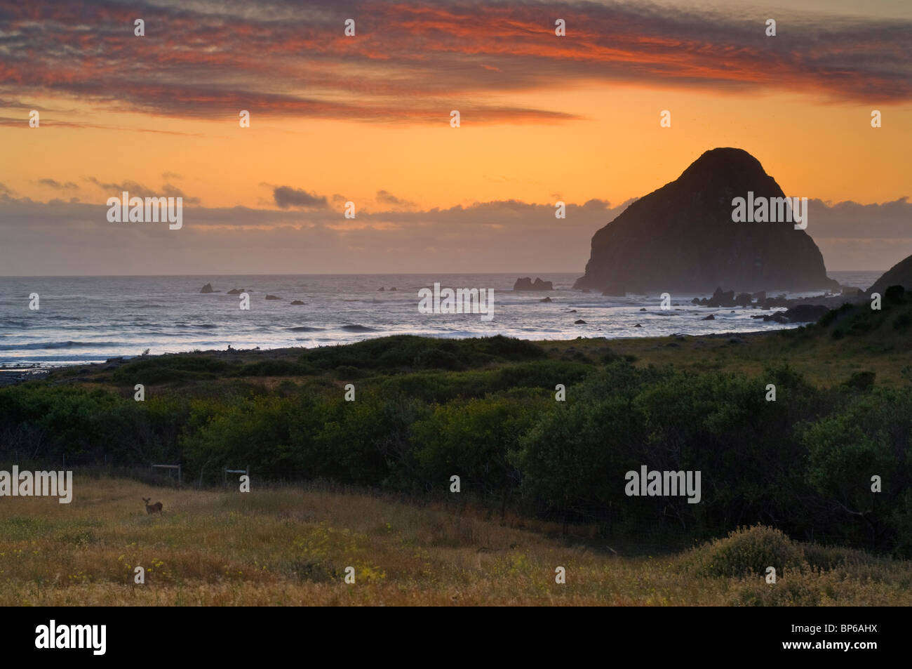 Deer in field at sunset near the ocean at Cape Mendocino, on the Lost ...