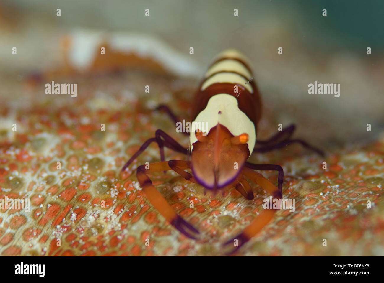 Imperial partner shrimp, Periclemenes imperator, on reef around ...