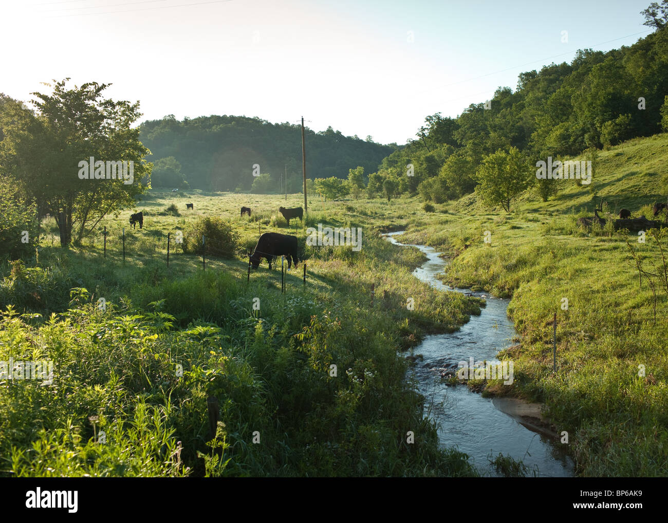 Cows eating grass in a sunny pasture with a stream Stock Photo - Alamy