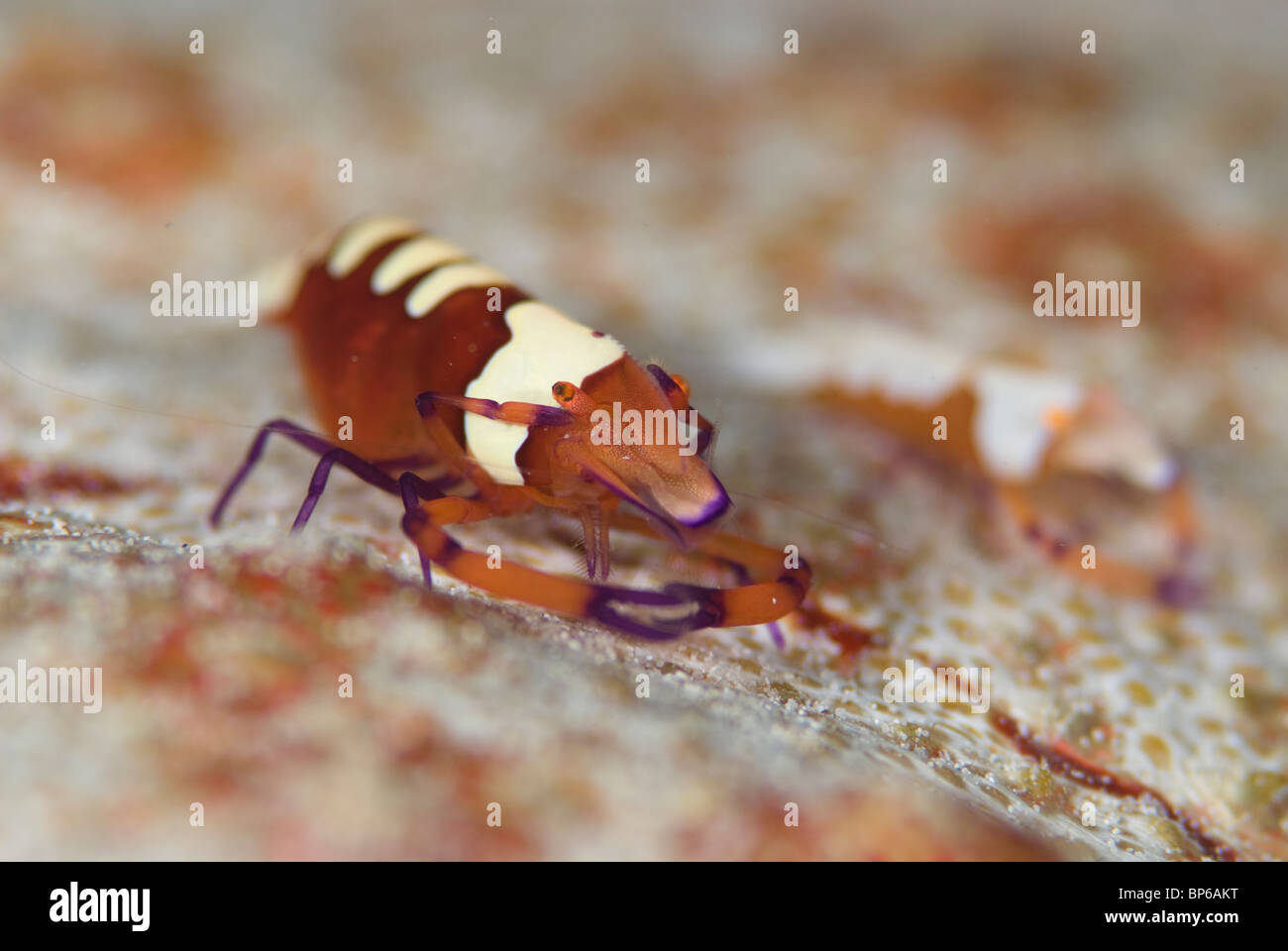 Imperial partner shrimp, Periclemenes imperator, on reef around ...