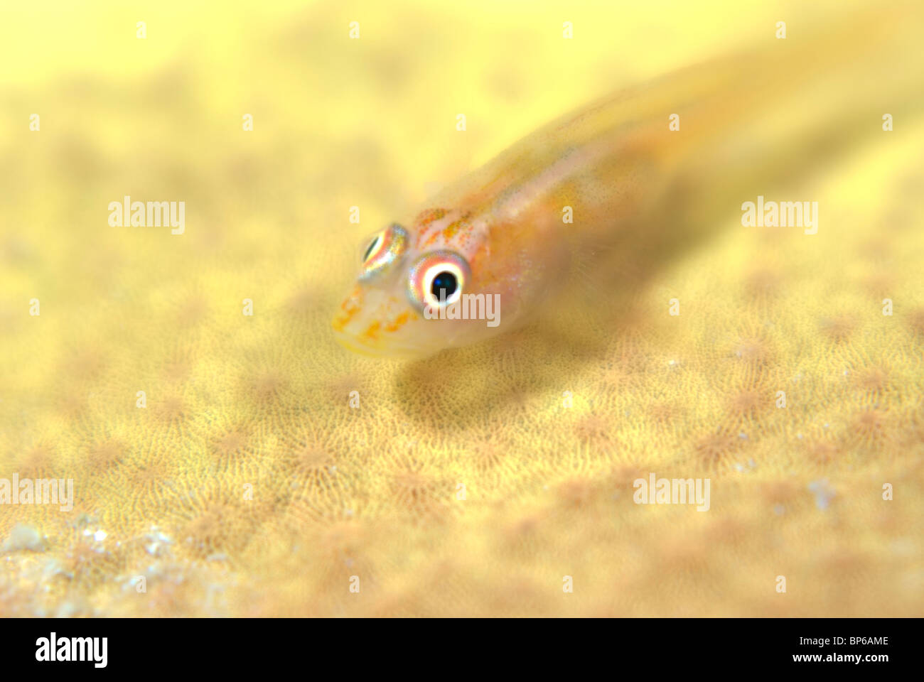 Yellow lip triplefin, Helcogramma gymnauchen, on reef around ...