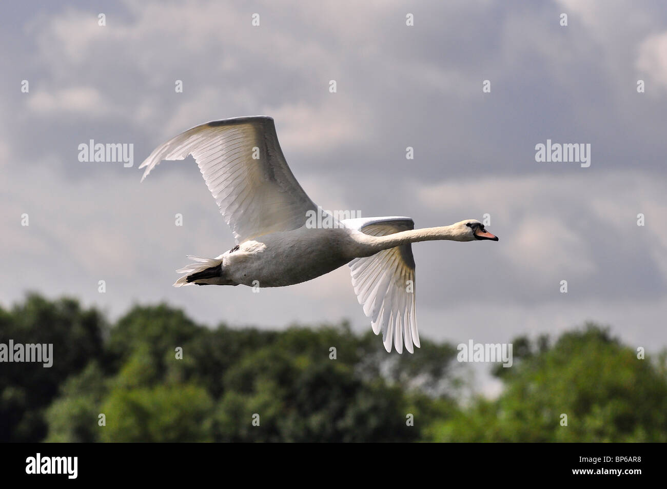 Swan in flight Stock Photo - Alamy