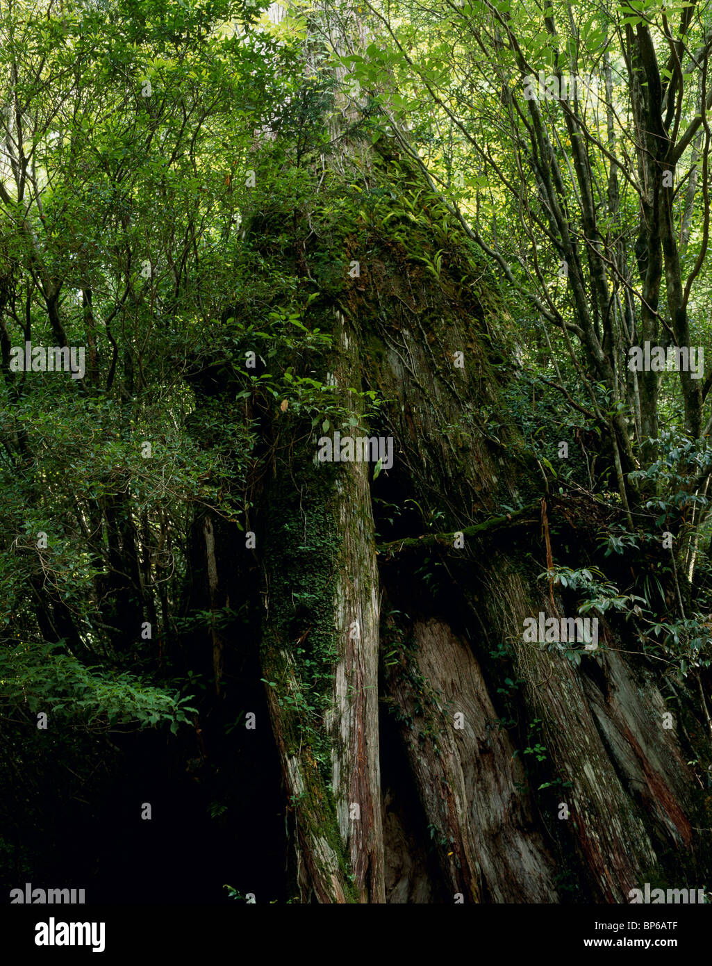 Yakushima cedar hi-res stock photography and images - Alamy