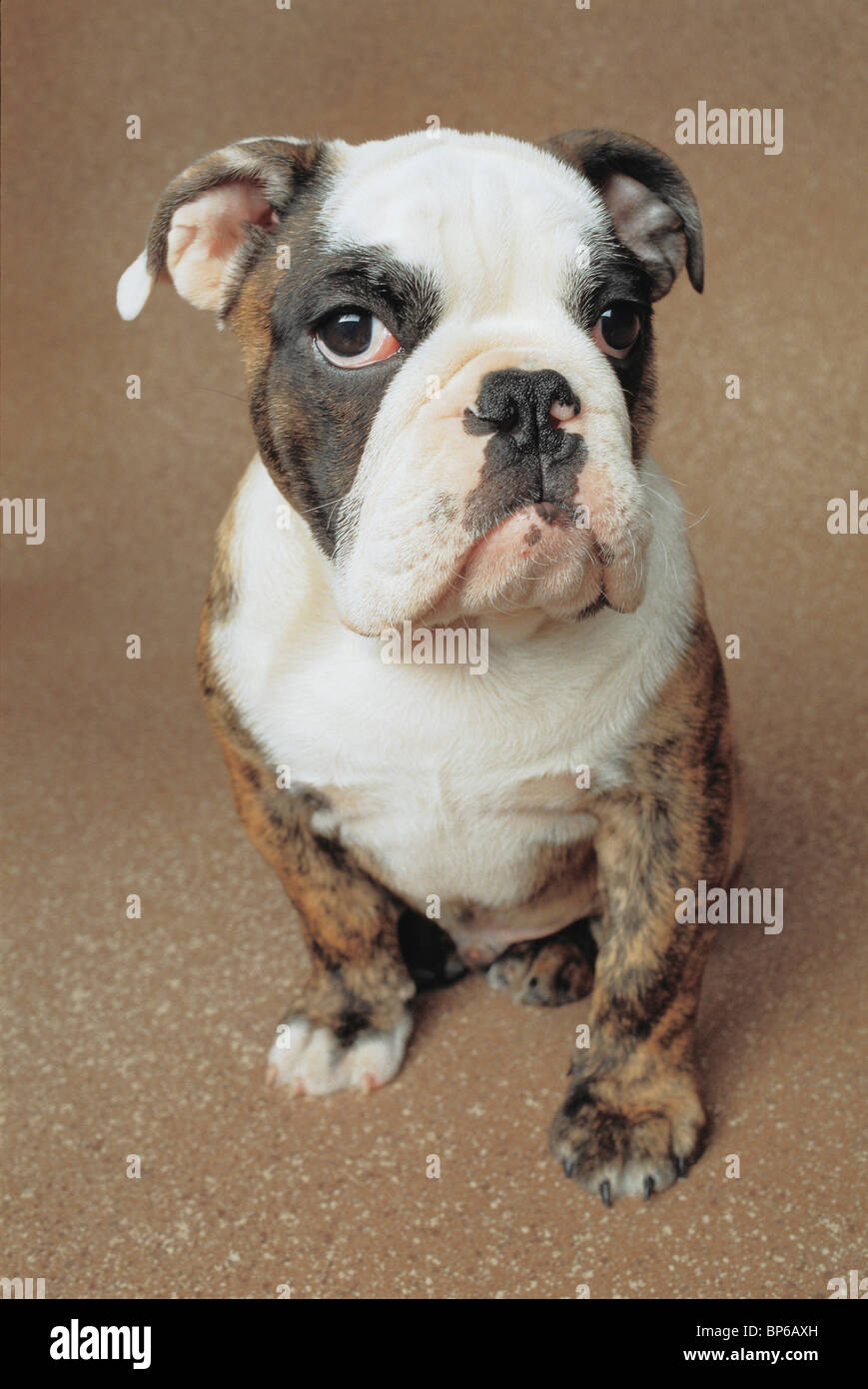 English bulldog puppy sitting on brown mottled backdrop looking at ...