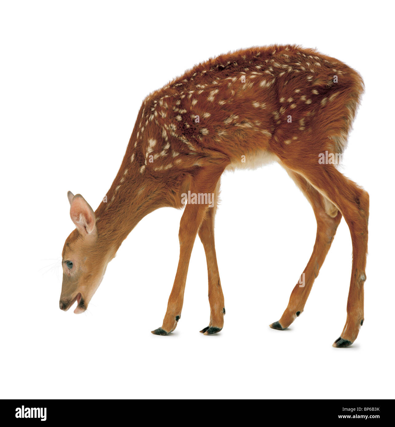 fawn standing on white with head down and mouth open Stock Photo - Alamy
