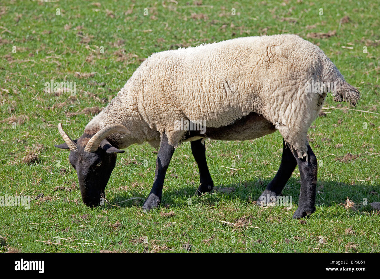 Black faced sheep hi-res stock photography and images - Alamy