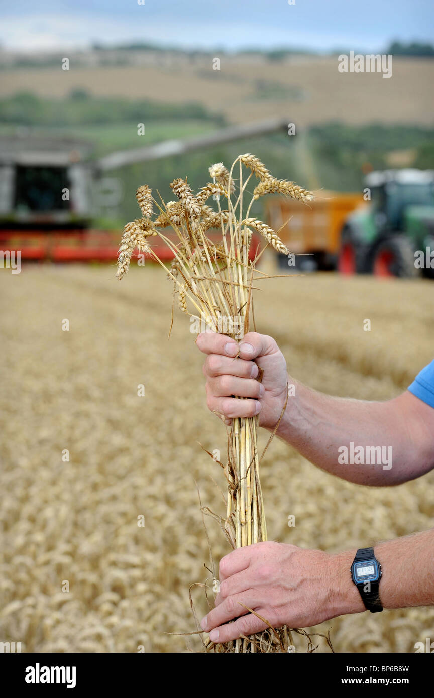 Wheat sheaf hi-res stock photography and images - Alamy
