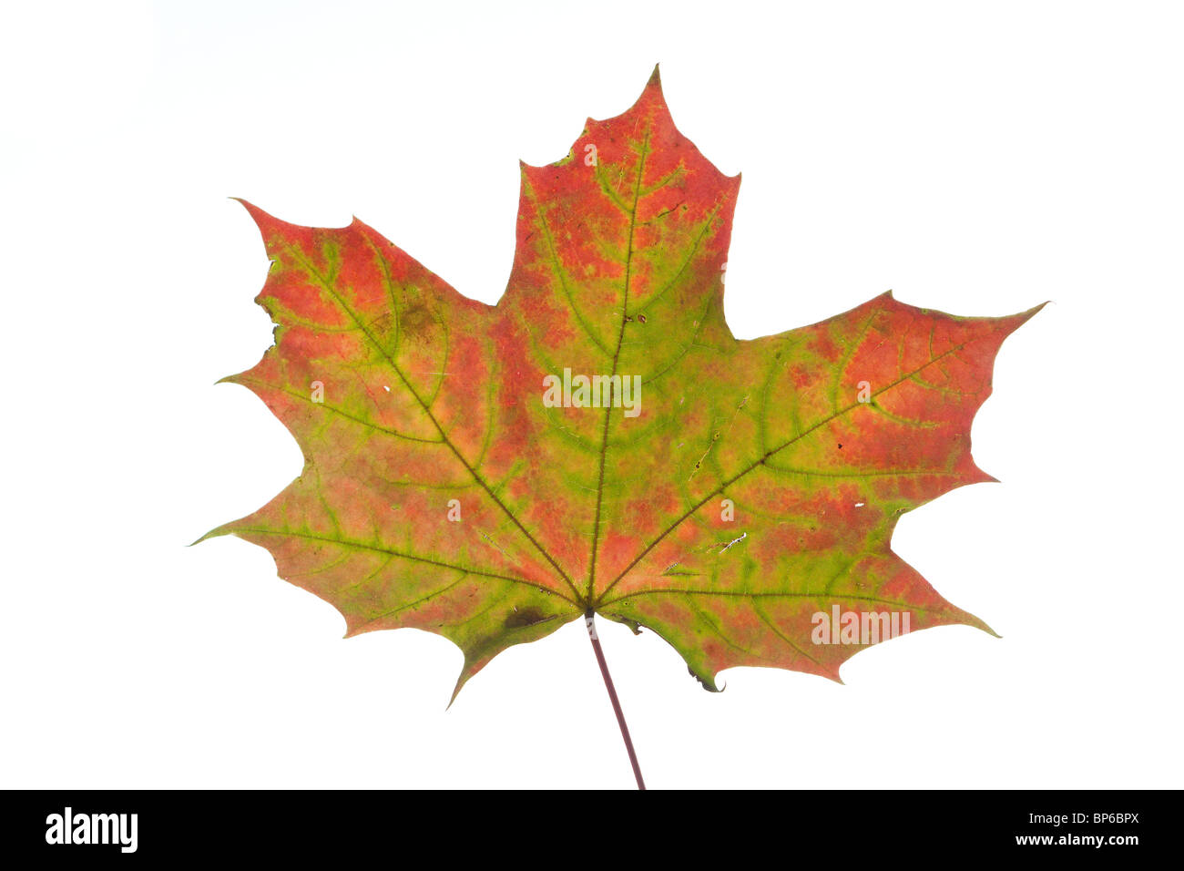 Leave close up hi-res stock photography and images - Alamy