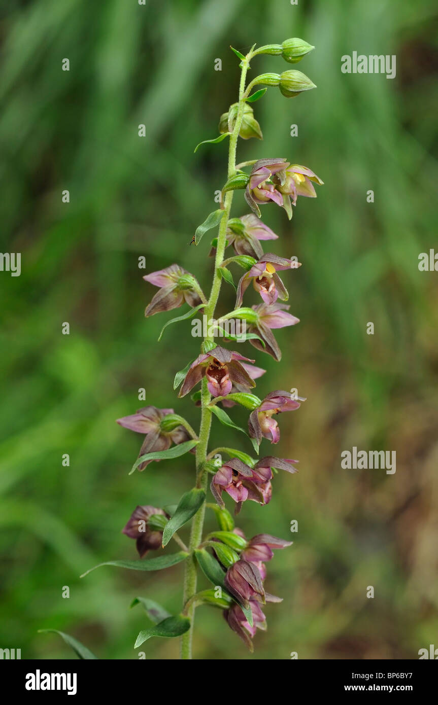 Broad-leaved Helleborine Orchid - Epipactis helleborine Stock Photo - Alamy