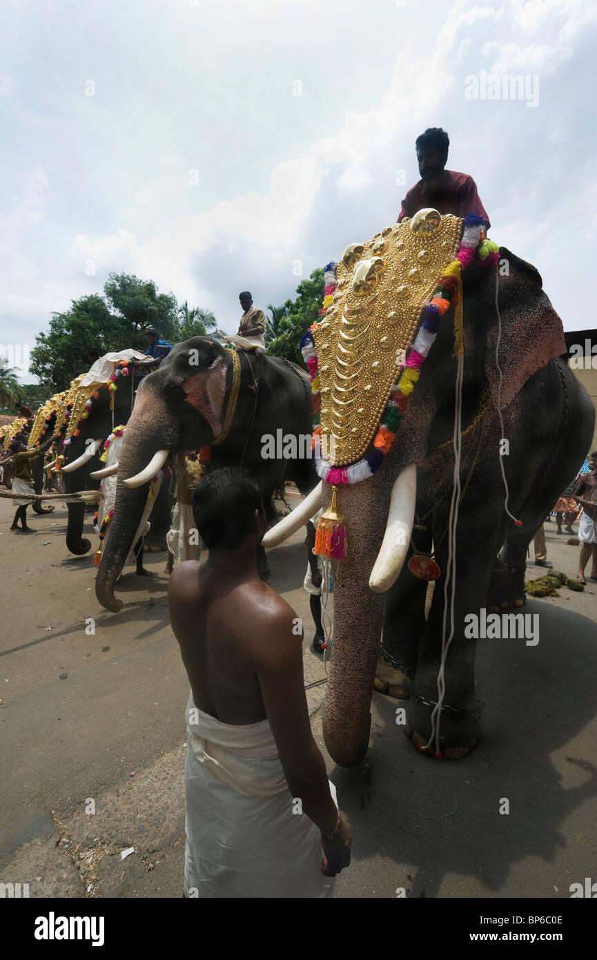 India Kerala Thrissur elephants dressing for the Pooram Elephant ...