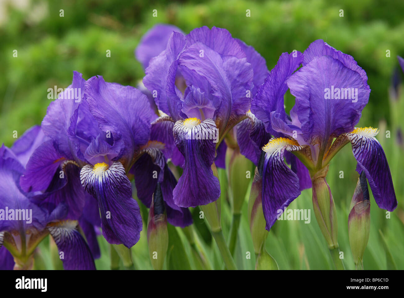 blue and purple colored iris flowers Stock Photo - Alamy