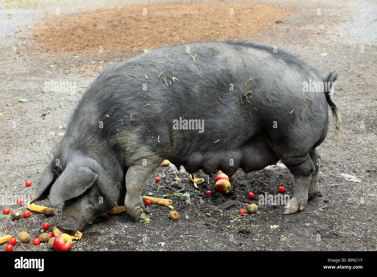 Sweden, Stockholm, Skansen open air museum, pig Stock Photo - Alamy