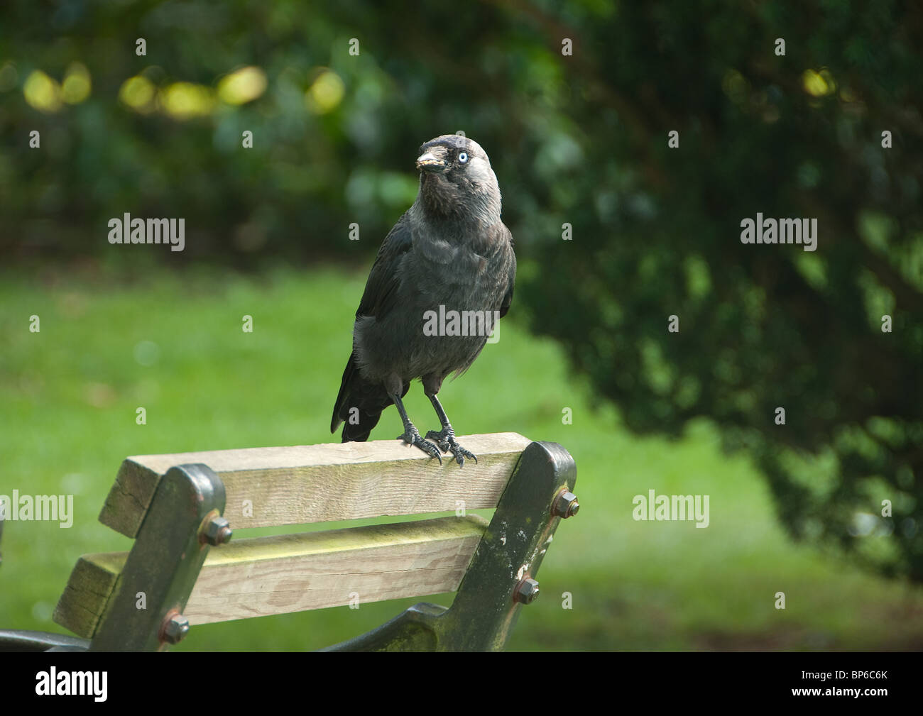 Raven eye hi-res stock photography and images - Alamy