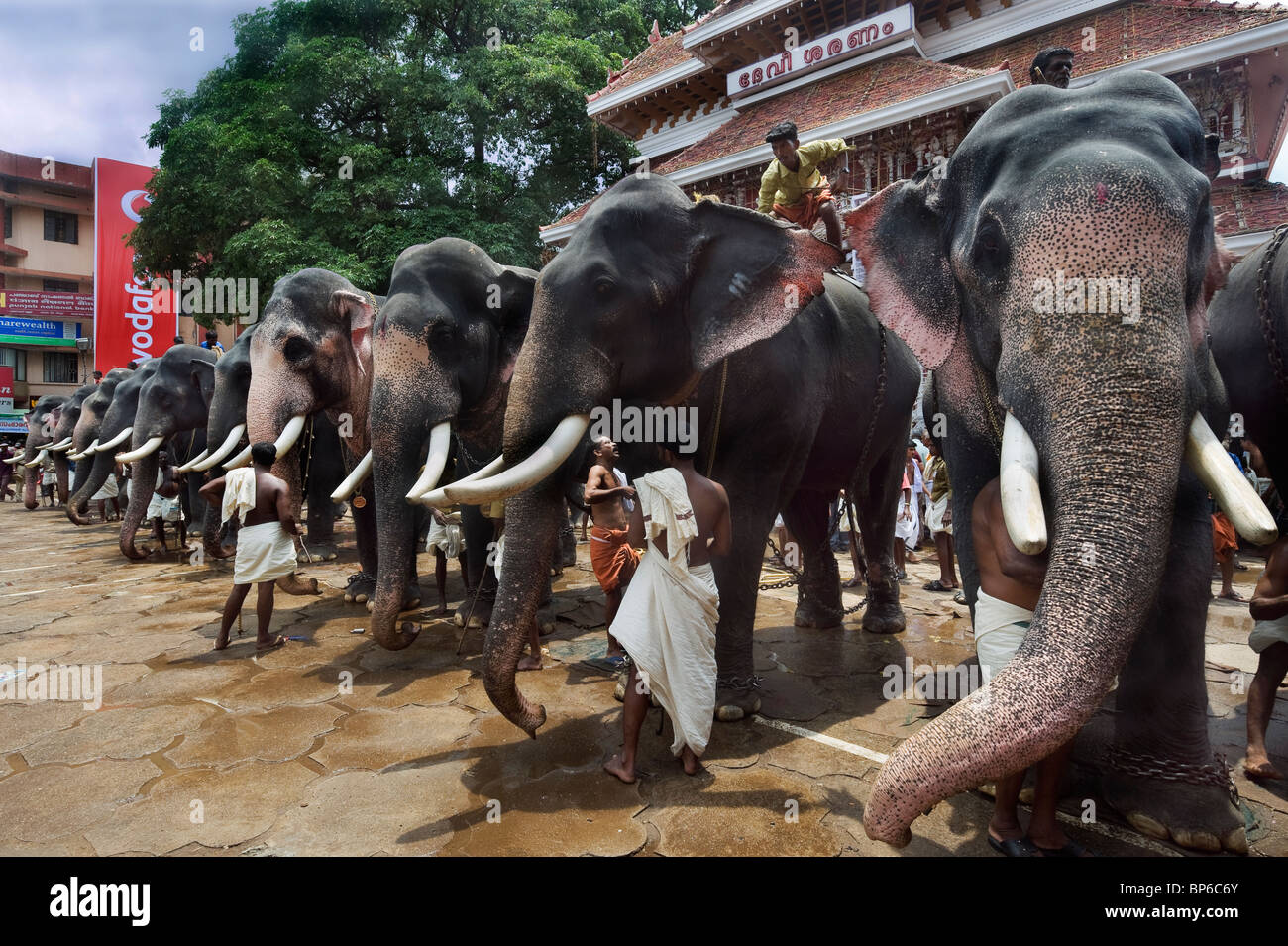 India Kerala Thrissur elephants dressing for the Pooram Elephant ...