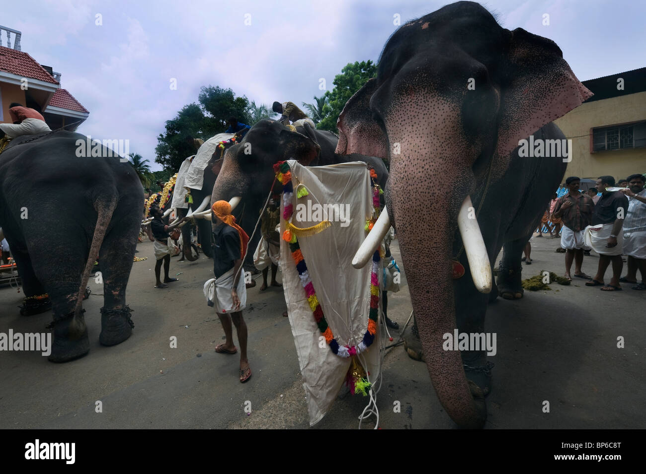 India Kerala Thrissur elephants dressing for the Pooram Elephant ...
