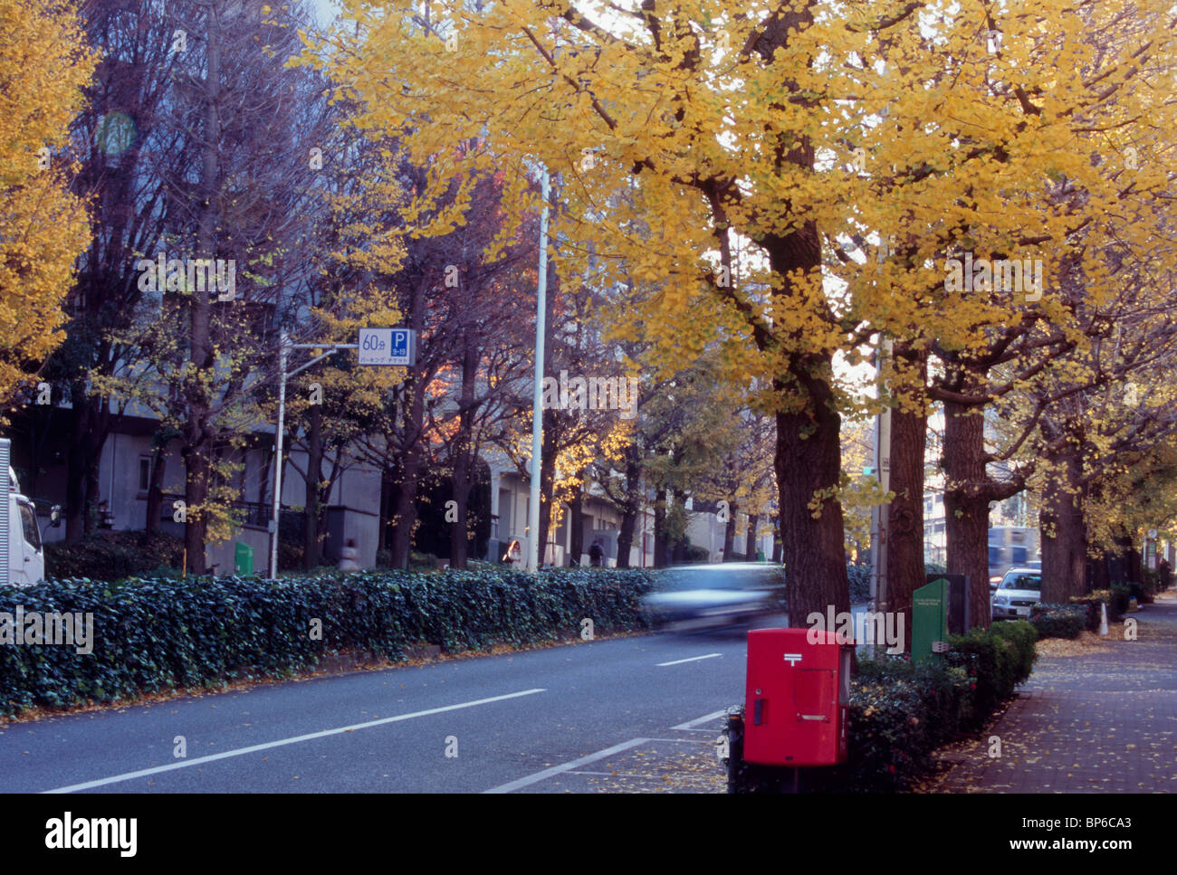 Autumn Leaves at Shirokanedai, Minato, Tokyo, Japan Stock Photo - Alamy
