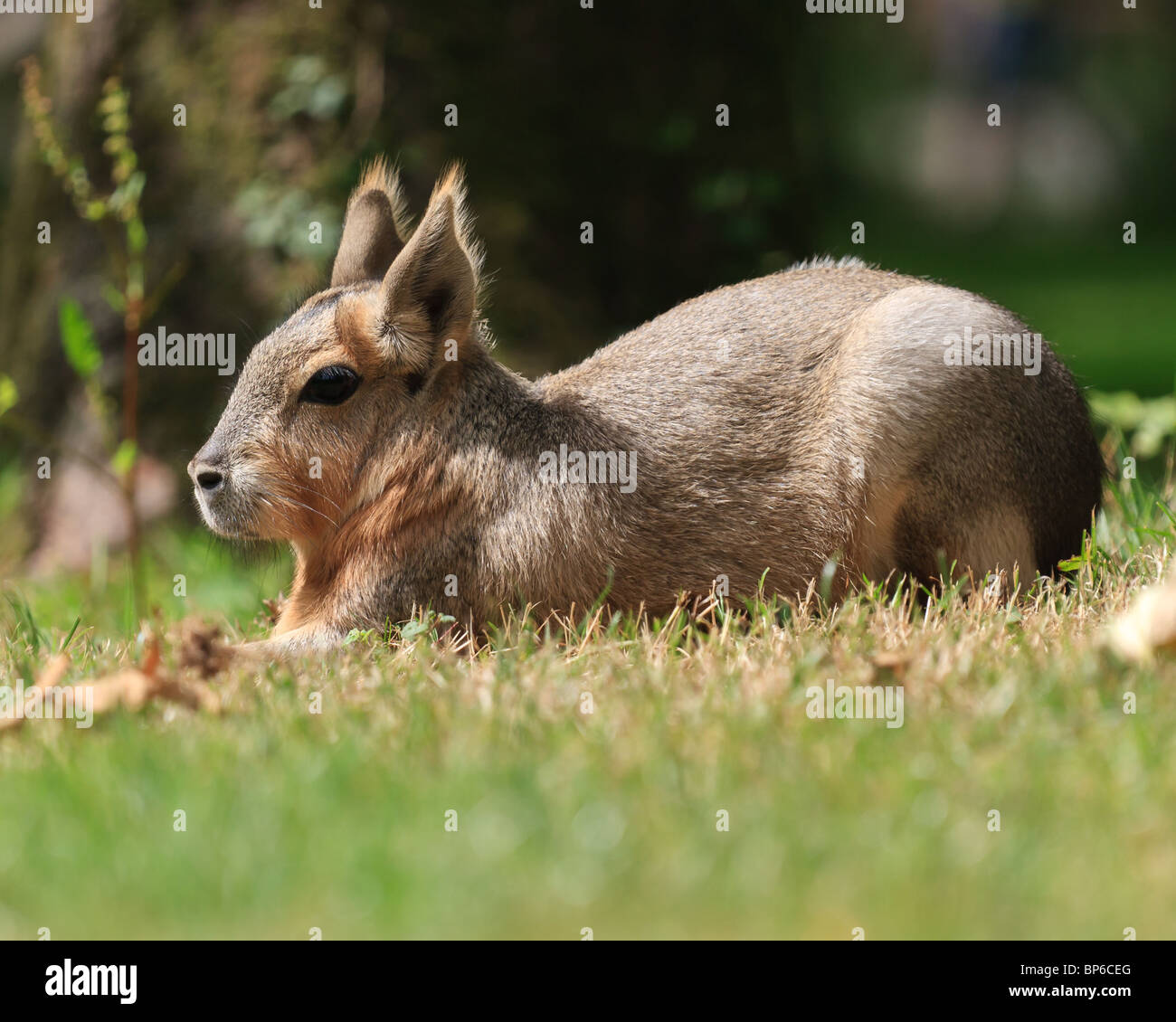 Mara. The fourth largest rodent in the world Stock Photo - Alamy