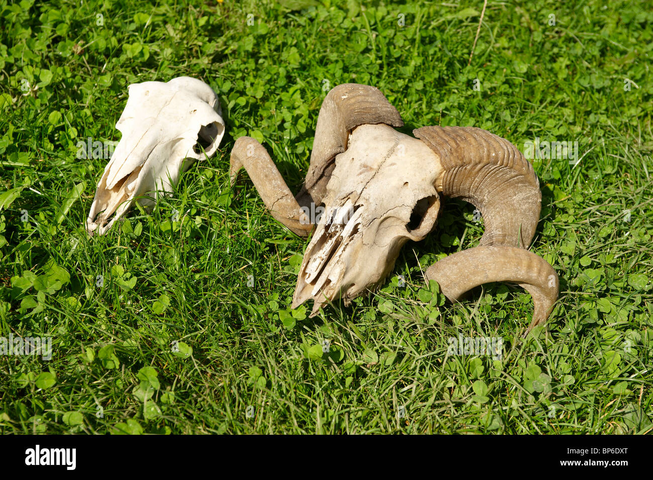 Skull of a Sheep Stock Photo - Alamy