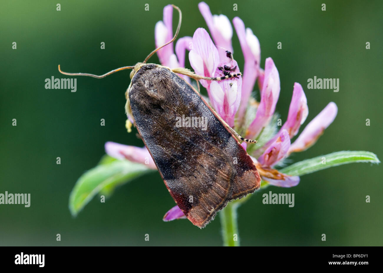 Common yellow underwing moth noctua hi-res stock photography and images ...