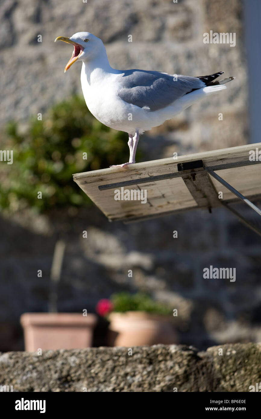 Squawk hi-res stock photography and images - Alamy