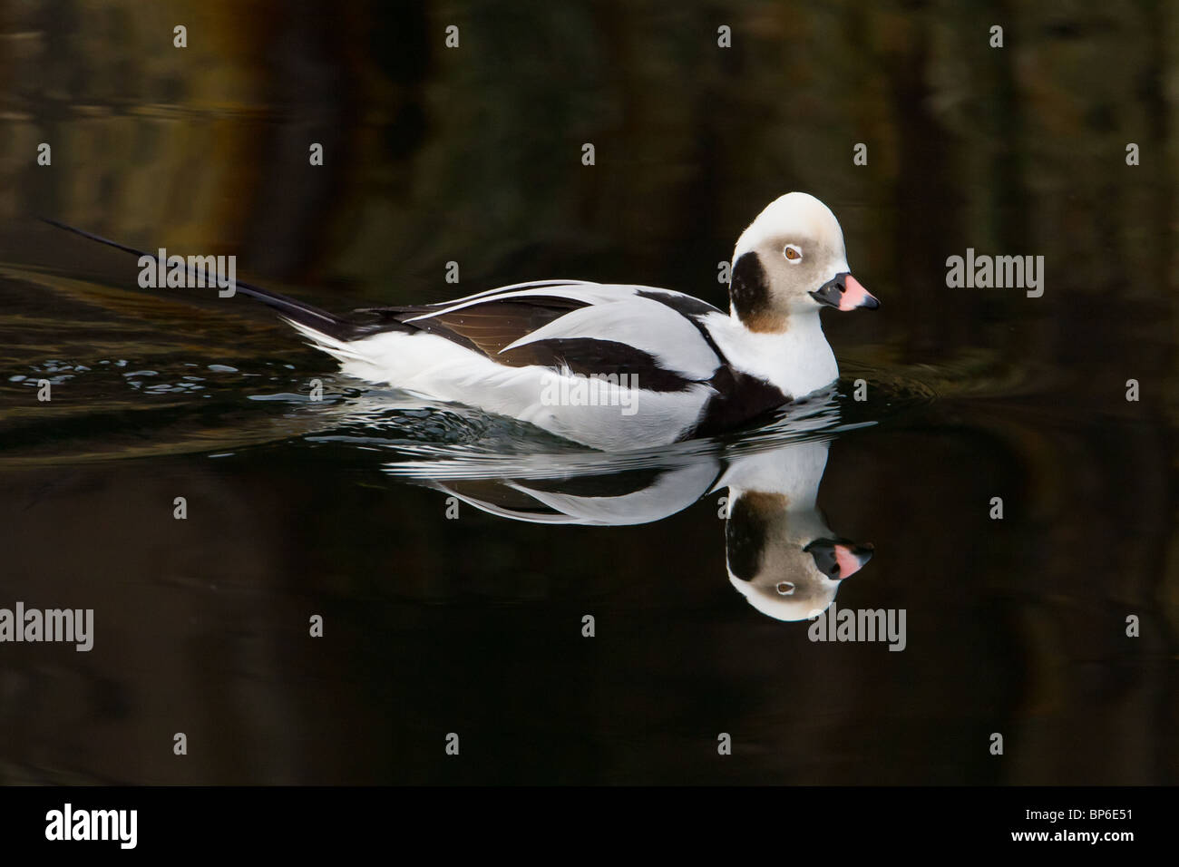 Drake long tailed duck hi-res stock photography and images - Alamy
