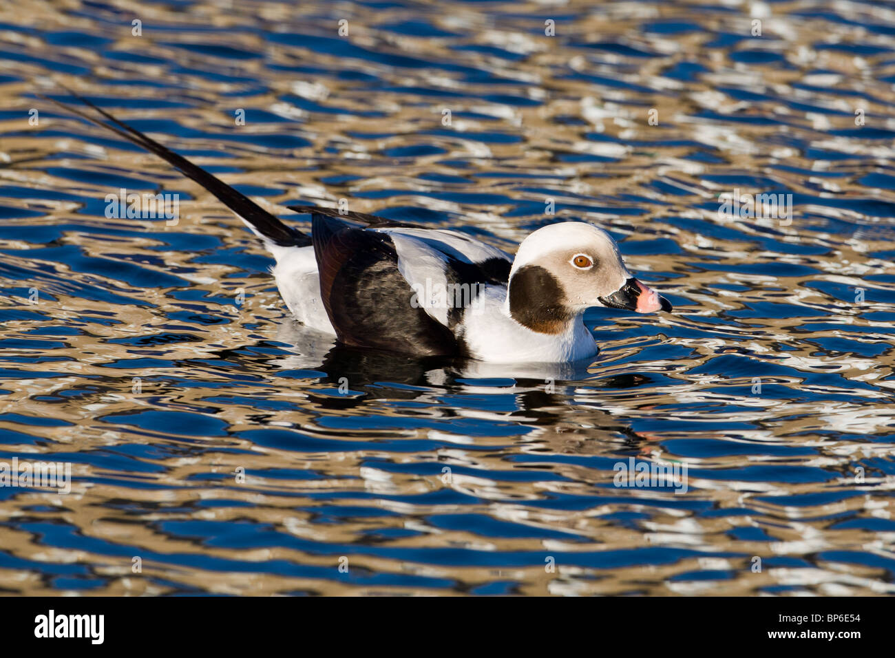 Drake Long-tailed Duck, Clangula hyemalis Stock Photo - Alamy